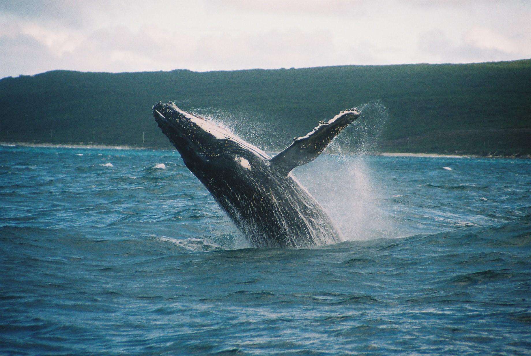 Become a Blue Guardian - Tangaroa Blue Foundation